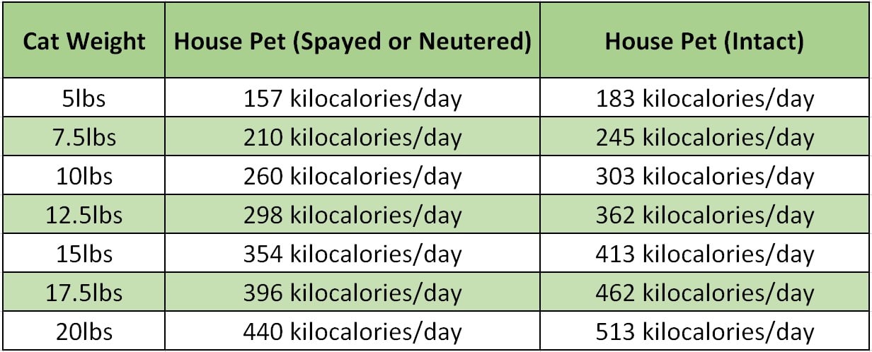 How Much Dry Food Should a Cat Eat Per Day? (Solved) - Foody Paws